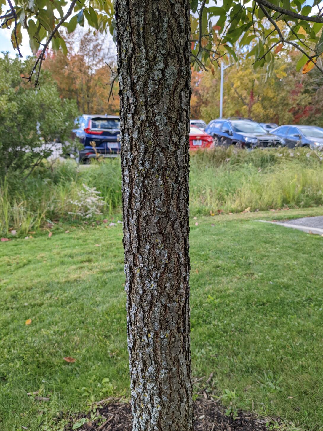 Shingle Oak | CMP Tree Selection Tool